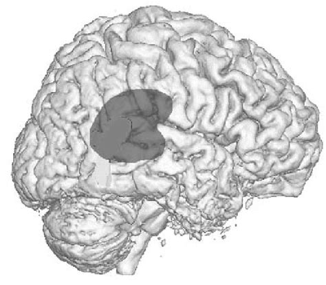 The Temporo Parietal Junction Tpj Download Scientific Diagram