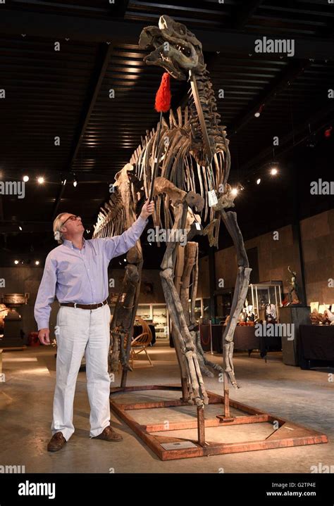 Auctioneer James Rylands Dusts Freya A Fossilised Hypacrosaurus Stebingeri Hi Res Stock