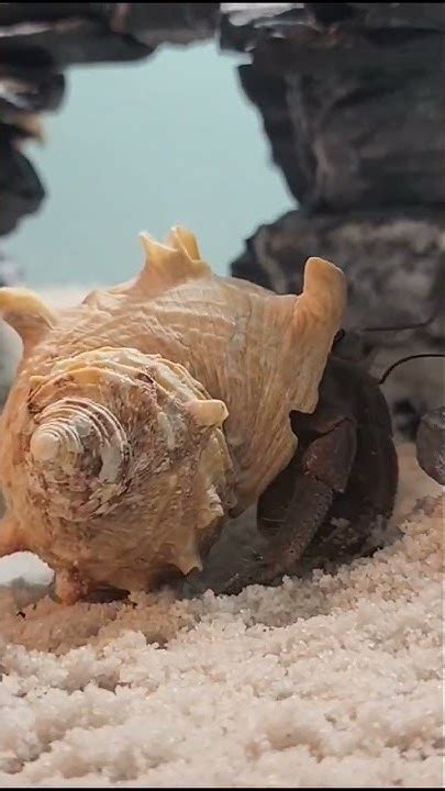 뿔소라 입은 인도 소라게 Youtube