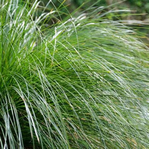 Carex Secta Grasses Shop Online