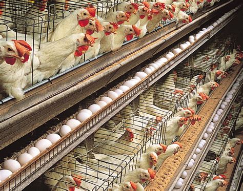Poultry Definition Birds And Facts Britannica