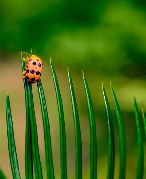 Brown Ladybug Spiritual Meaning 10 Spiritual Messages