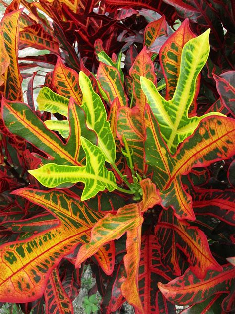 Oakleaf Croton Plant Care And Propagation Guide The Home Tome