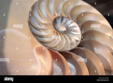 Nautilus Shell Symmetry Fibonacci Half Cross Section Spiral Golden