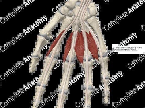 Lumbrical Lumbrical Muscles Of The Hand Radiology Reference Article