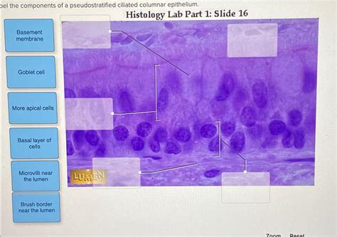 Solved Bel The Components Of A Pseudostratified Ciliated