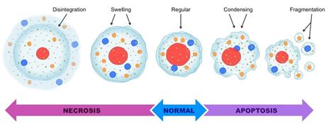 Apoptosis Definition Morphological Features Mechanism Vrogue Co