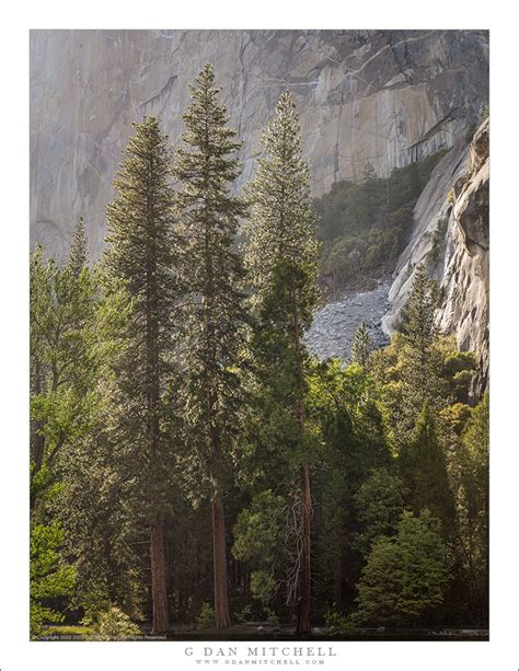 Three Trees G Dan Mitchell Photography