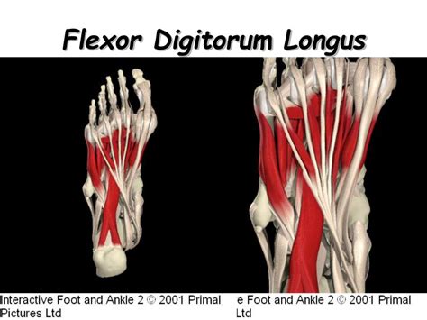 Ppt Ankle Foot And Lower Leg Powerpoint Presentation Free Download