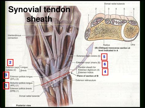 Ppt Muscles And Structures Of Forearm And Hand Extensor Compartment