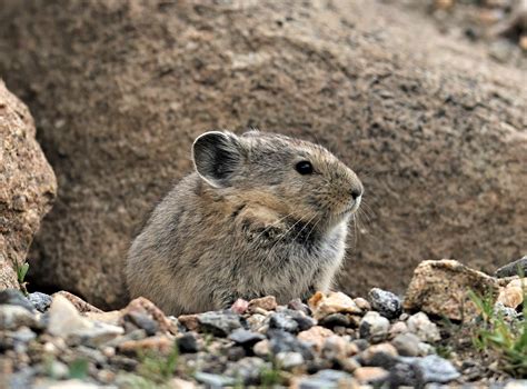 Genus Ochotona The Pika — Coke Smith Wildlife