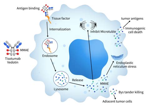 Nectin 4 A Promising Target In Antibody Drug Conjugate Adc Therapy