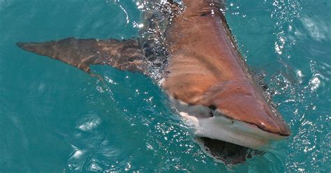 Marine Dynamics™ Shark Tours Official Website
