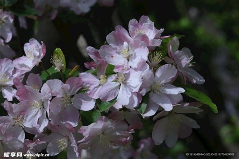 海棠花 摄影图花草生物世界摄影图库昵图网