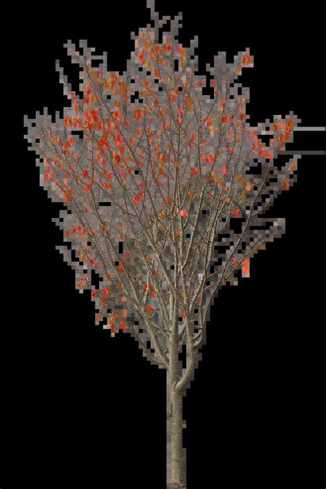 樱树1 2 3 J 花瓣网