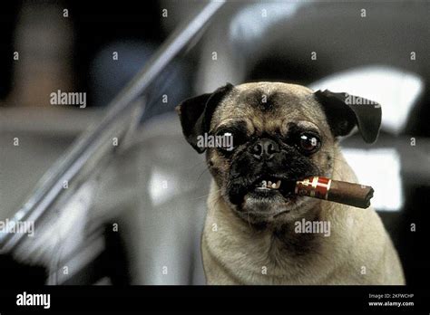 Pugs Negros Y Leonados