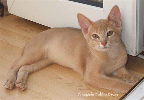 Abyssinian Colors