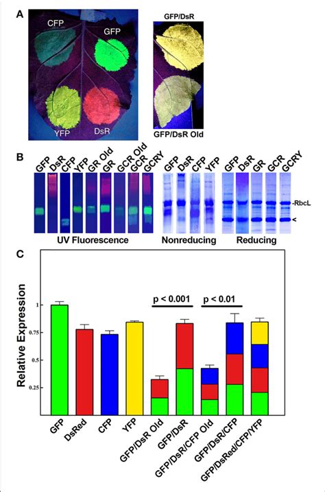 Simultaneous Co Expression Of Up To Four Proteins With Comparisons Of Download Scientific