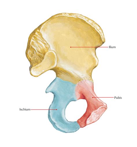 Hip Bone Os Coxae Os Innominatum Earths Lab