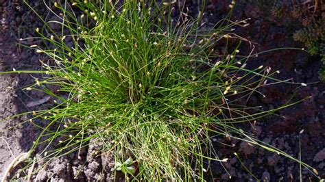 How To Plant Grow And Care For Fiber Optic Grass Full Guide