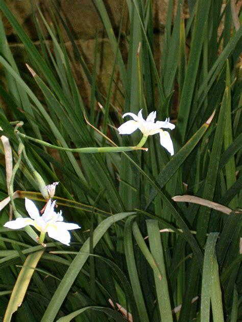 Dietes Grandiflora Wikimedia Commons