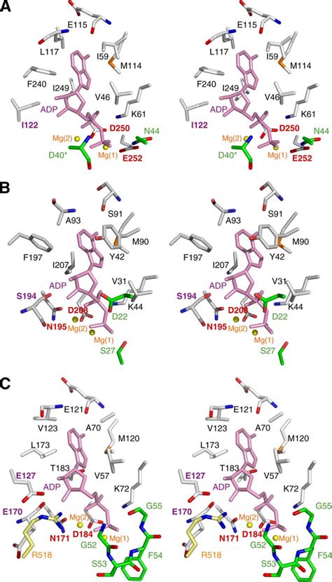 Comparison Of Nucleotide Binding Pockets Of The Adp 2mg Complexes Of B