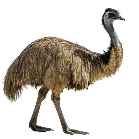 Emu Pngs For Free Download