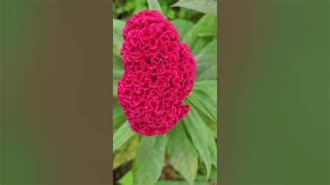 씨앗맺어가는 맨드라미꽃이 😍 그냥 찍어본 Youtube