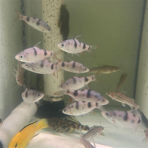 Arulius Barb Puntius Arulius Tropical Aquarium