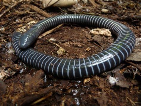 140 Caecilian Fotos Fotografías De Stock Fotos E Imágenes Libres De