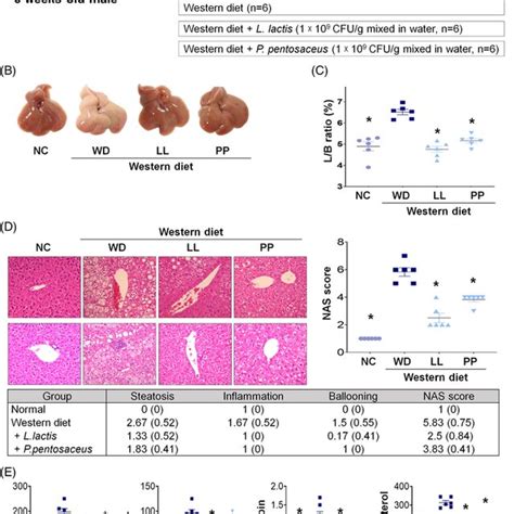 Effect Of Lactobacillus And Pediococcus On The Western Diet‐induced Download Scientific Diagram