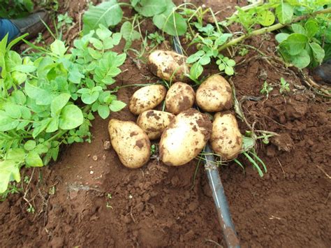 Ware Potatoes The Whitetading Bv