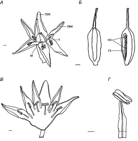 General View Of The Flower A Pistil And Its Longitudinal Section