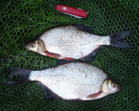 Idlers Quest A Quest For Canal Carp — Sex And The Silvers