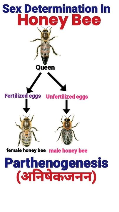 Sex Determination In Honey Bees Principle Of Inheritance And