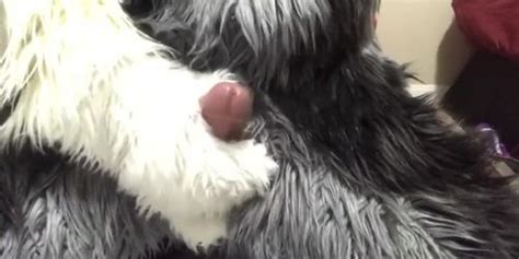 Fursuiter Pawing And Cumming Rough