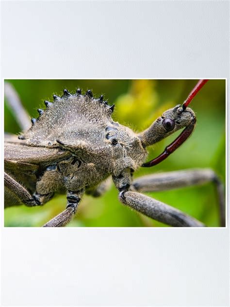 Wheel Bug Assassin Bug Arilus Poster For Sale By Aronstinysafari