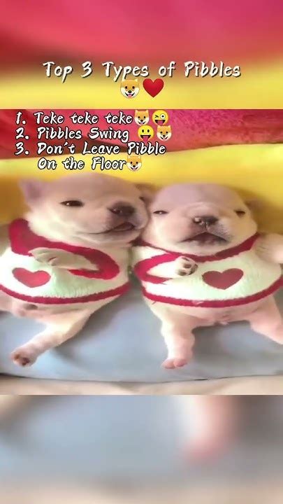 Ranking The Funniest Pibble Memes Ever 🤣🐾 Pibble Dogs Animals Cute