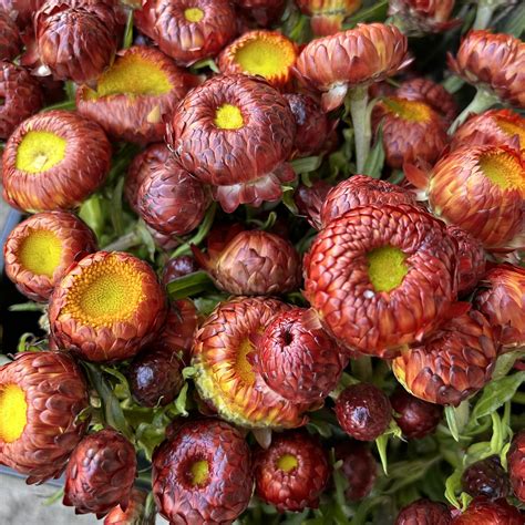 Paper Daisy The Flower Express