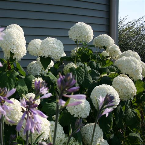Hydrangea Annabelle Buy Hydrangea Annabelle Hydrangea Arborescens