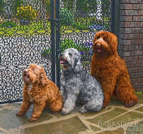 Labradoodle Characteristics Barksdale Labradoodles