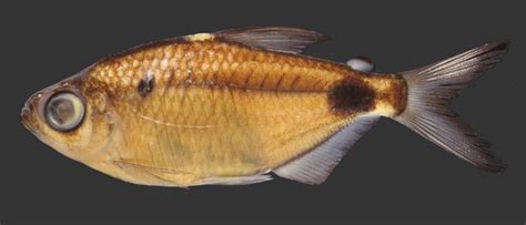 Bathyaethiops Flammeus Sp Nov Holotype Zsm 43945 39 1 Mm Sl Download Scientific Diagram