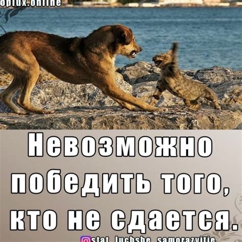 Ответы Mail: Не возможно победить того, кто не сдается?
