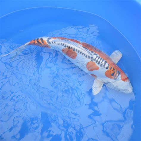 Doitsu Variety The Beauty Of No Scales
