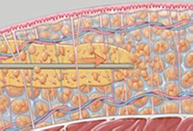 3 Dementional Approach Maximizing Skin Construction 3d Surface Layer