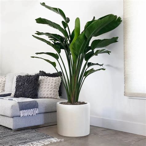 Best Tall Indoor House Plants At Mark Collins Blog