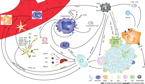The Mononuclear Phagocyte System In Hepatocellular Carcinoma