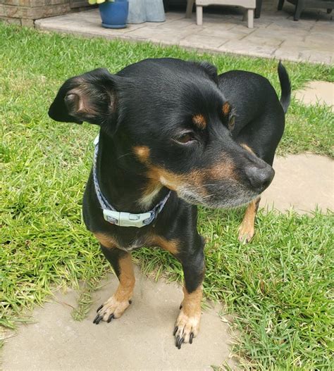 Chihuahuas For Adoption Near You Chihuahua Rehoming Services