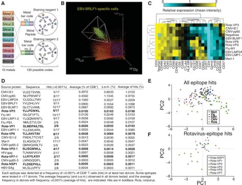 Combinatorial Pmhc Tetramer Staining Analyzed By Flow Cytometry And Download Scientific Diagram