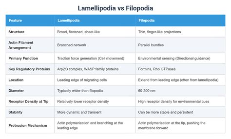 Lamellipodia Vs Filopodia